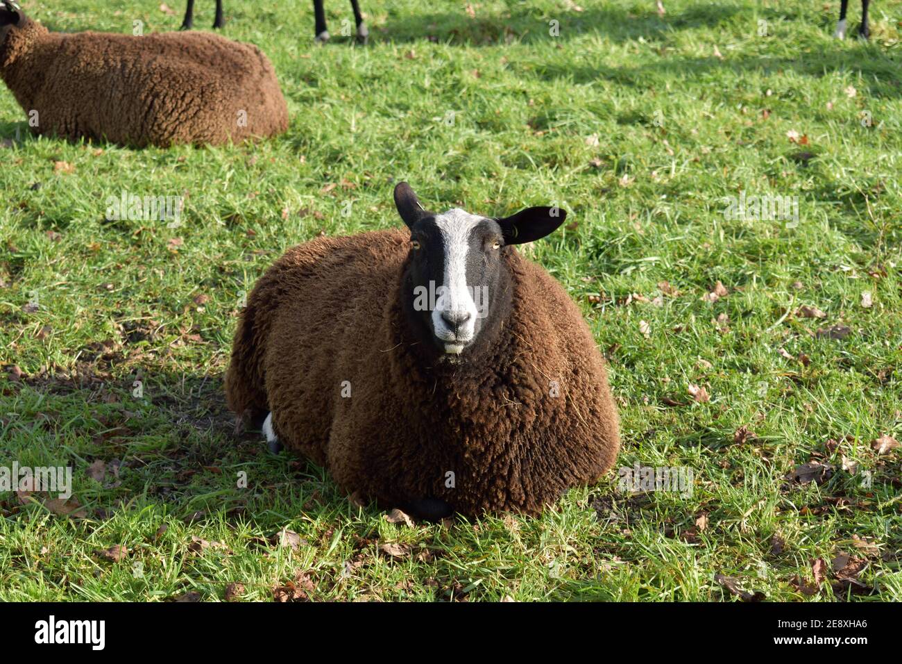 A big, brown, woolly sheep relaxing in a field and curiously looking at ...