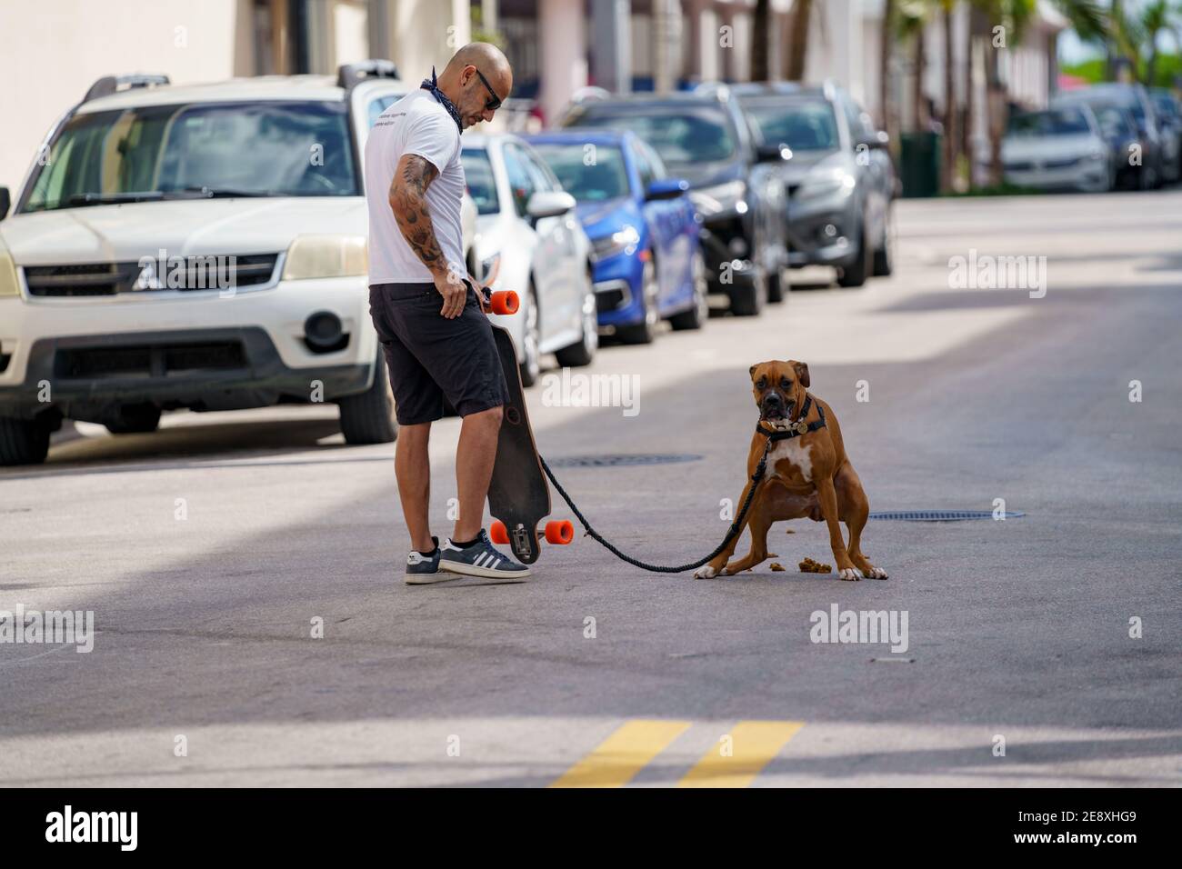 Dog pooping on beach hi-res stock photography and images - Alamy