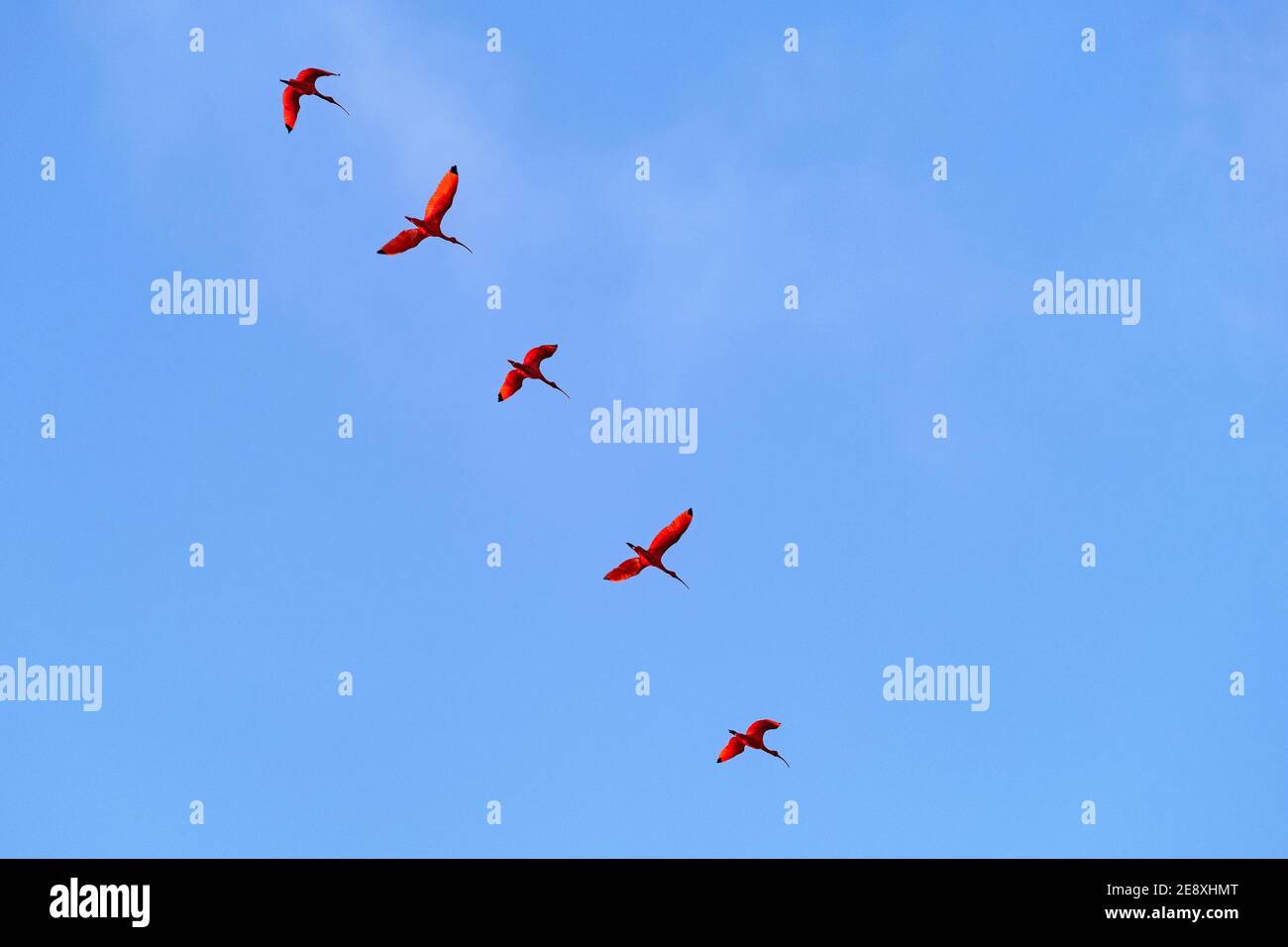 Flock Of Scarlet Ibis High Resolution Stock Photography and Images - Alamy