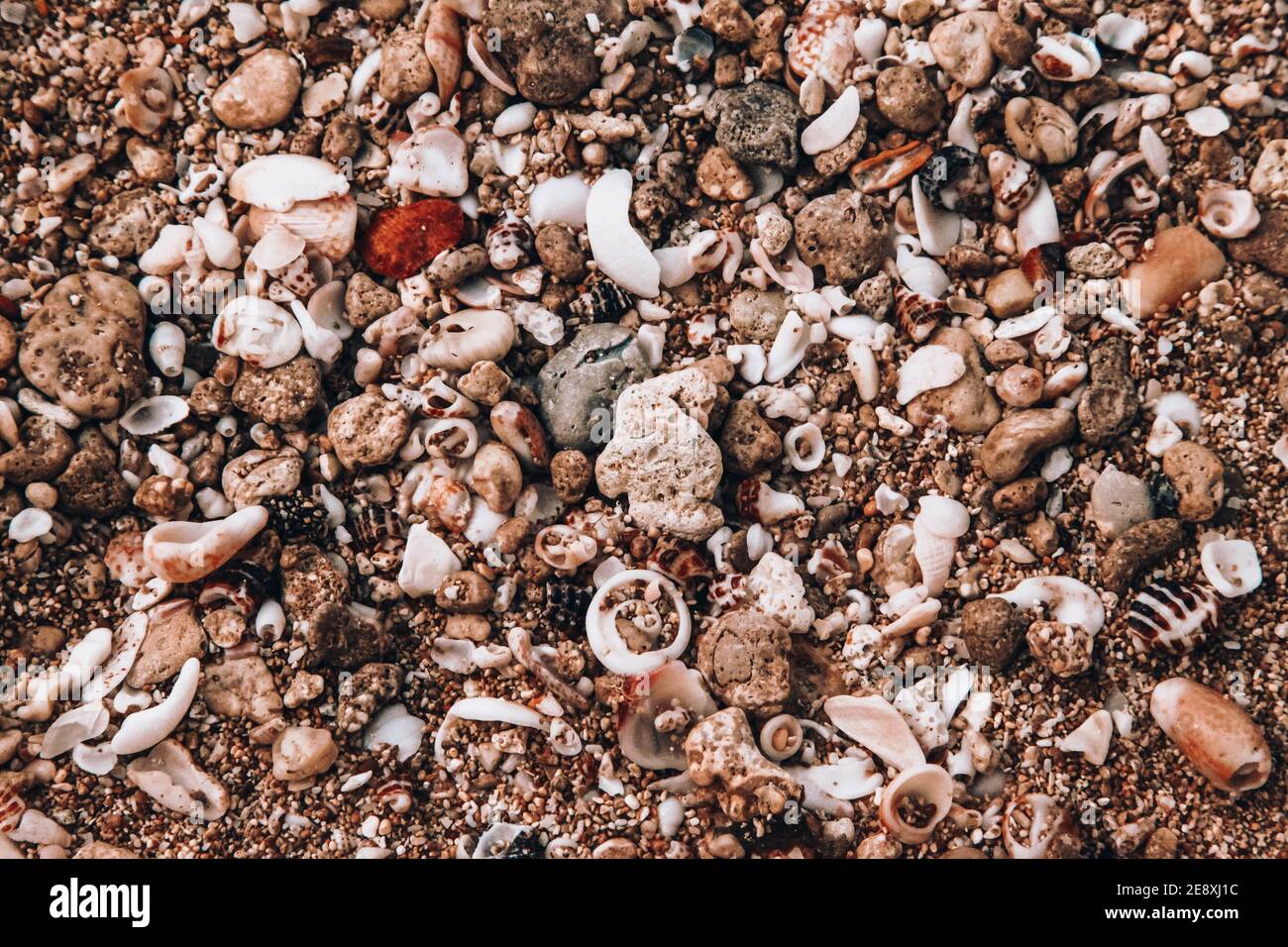 Top view of seashells on a beach Stock Photo - Alamy