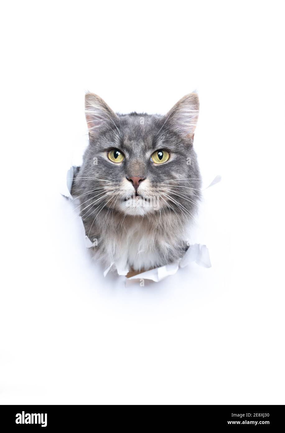 blue tabby maine coon cat sticking head through hole in white torn ...