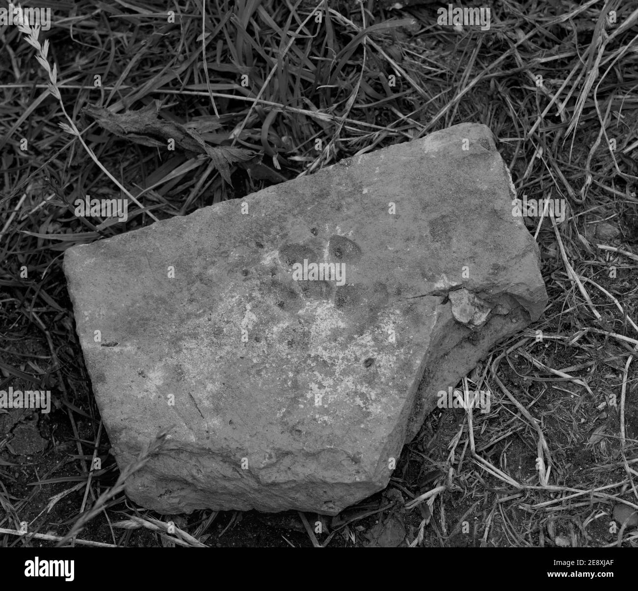 Impression of an animal paw print in a tile from the Uni of Reading's ...
