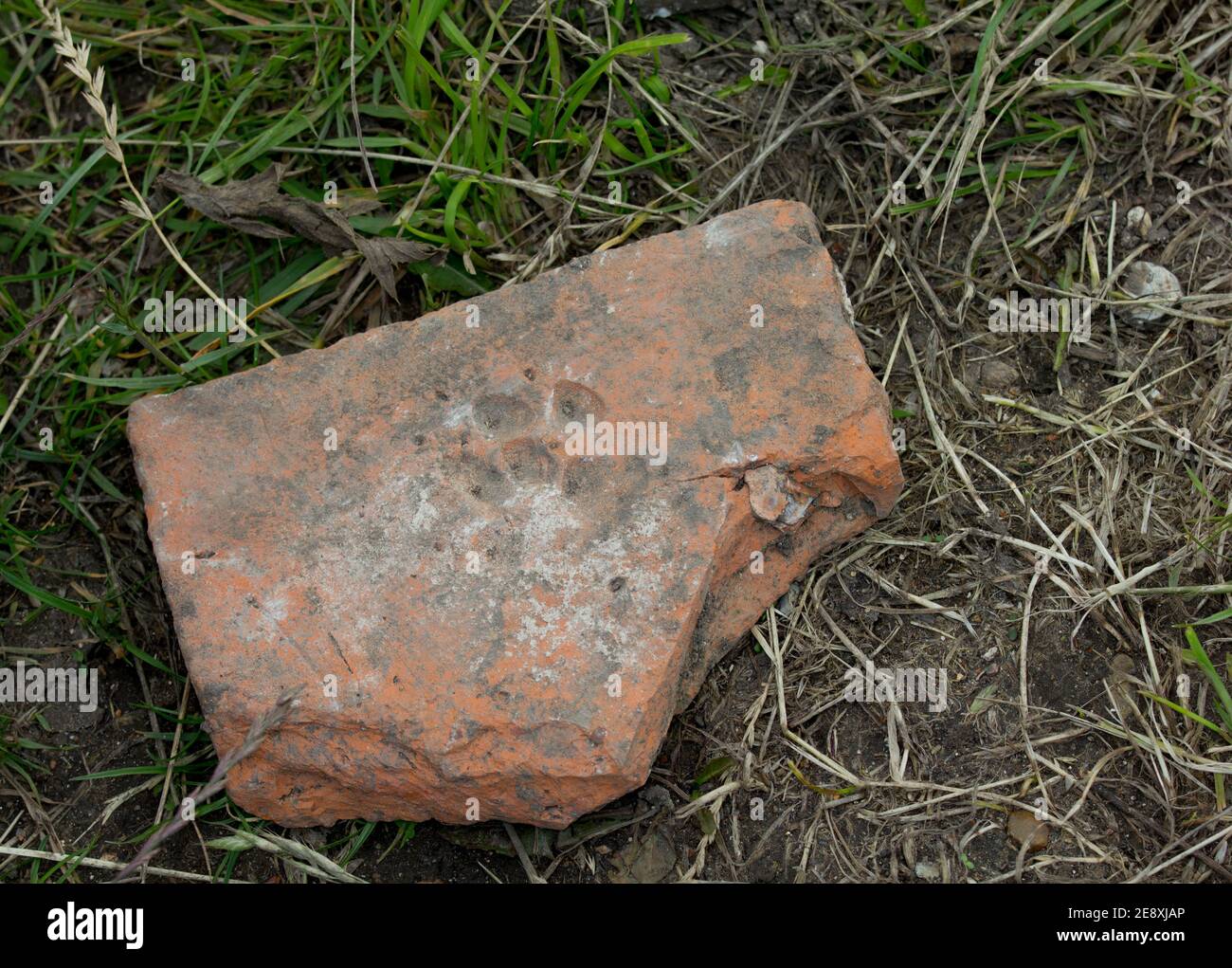 Impression of an animal paw print in a tile from the Uni of Reading's ...