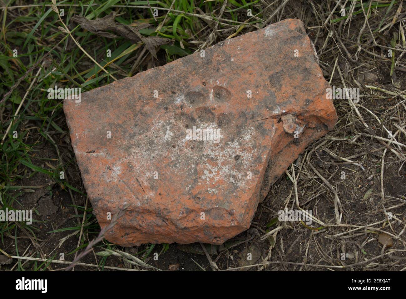 Impression of an animal paw print in a tile from the Uni of Reading's ...