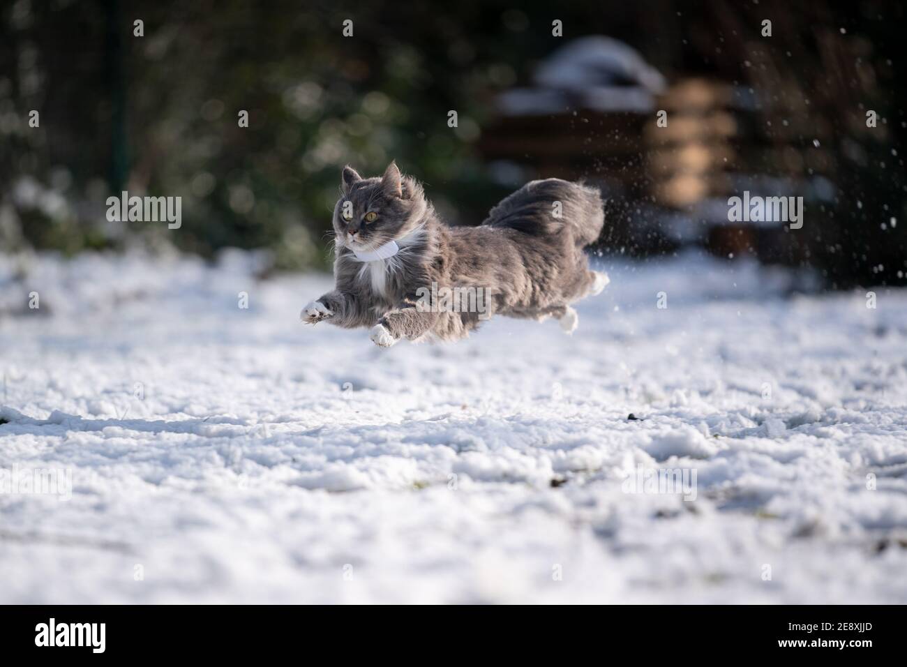 gray maine coon cat running on snow at high speed flying in mid air ...