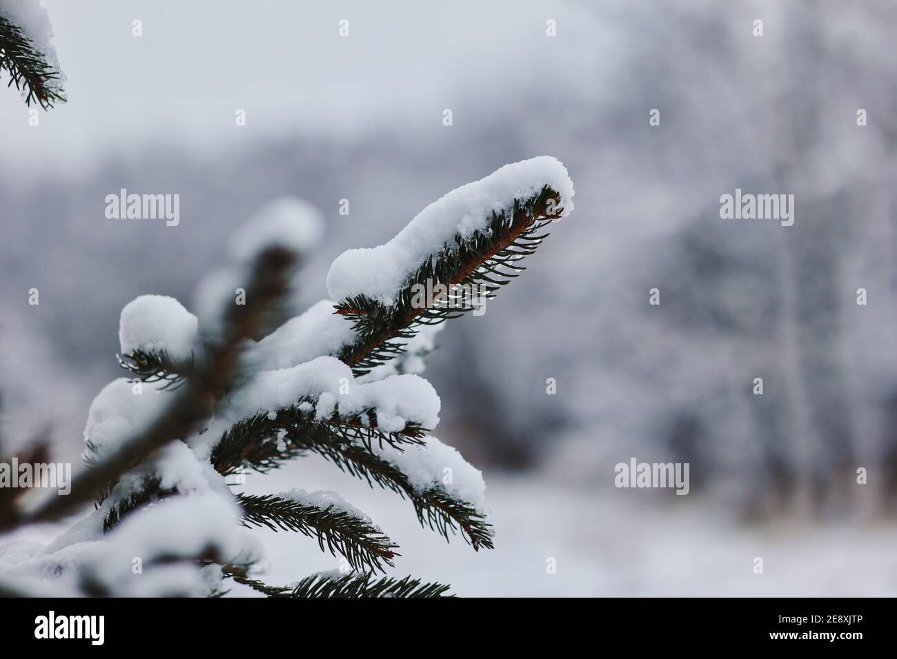 Close-up of Snowy Fir Tree Branch in Winter. Firs (Abies) are a Species ...