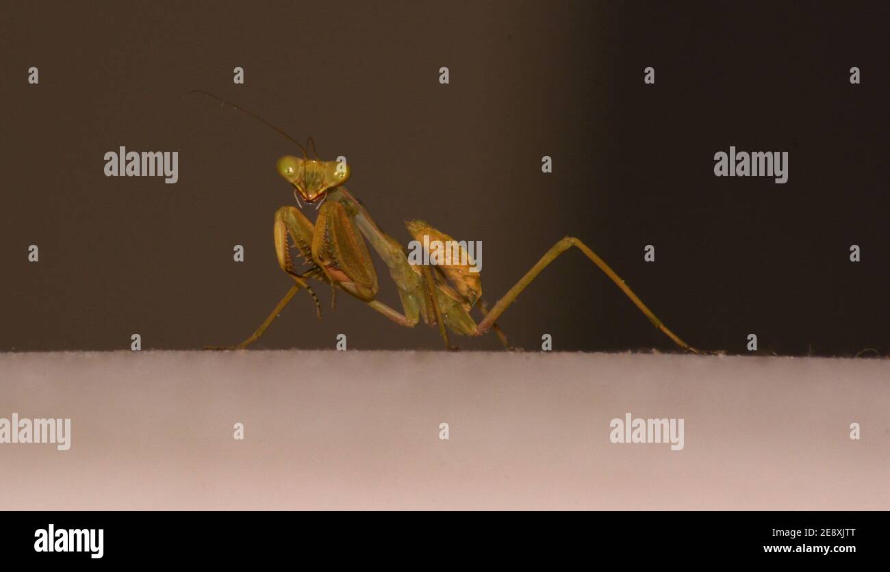 Deadly mantis hi-res stock photography and images - Alamy