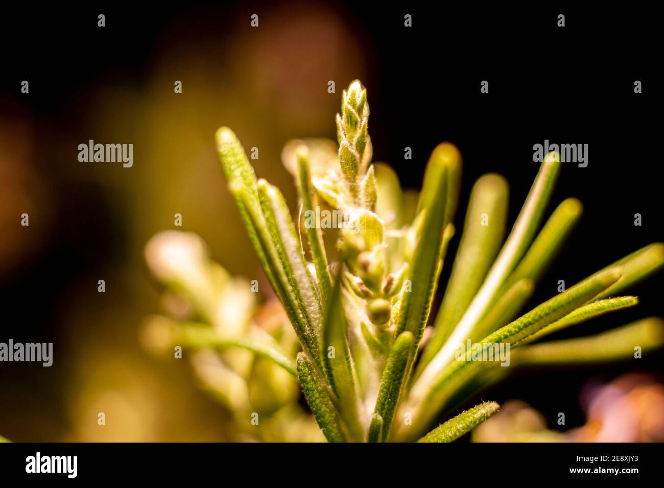 Rosemary leaf sprouts. Rosemary leaf buds are small and oval in shape ...