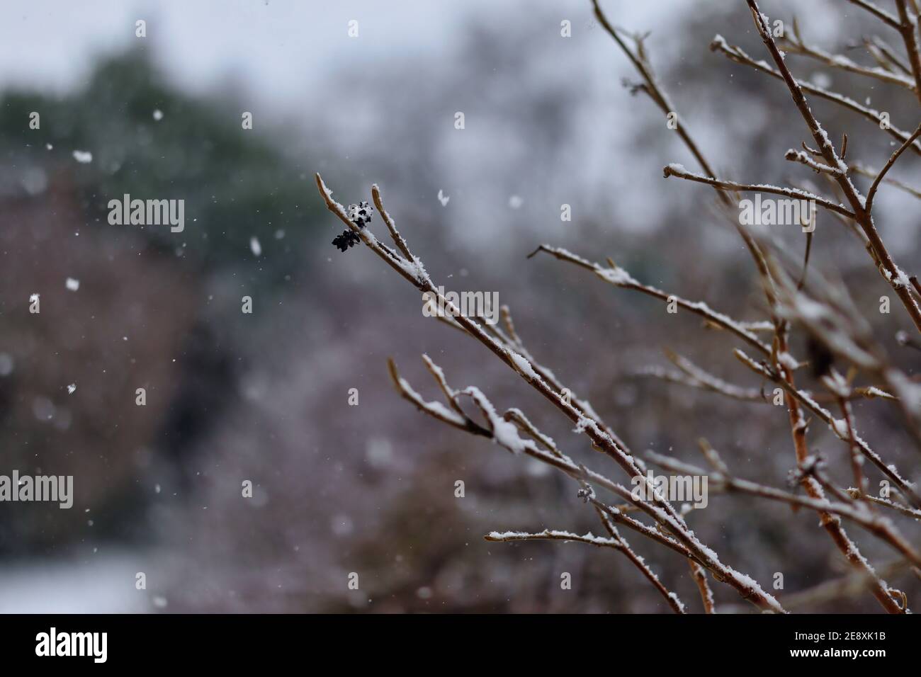 Snowy Twig in the Winter Garden. Snow Falling on Twig during Wintertime ...