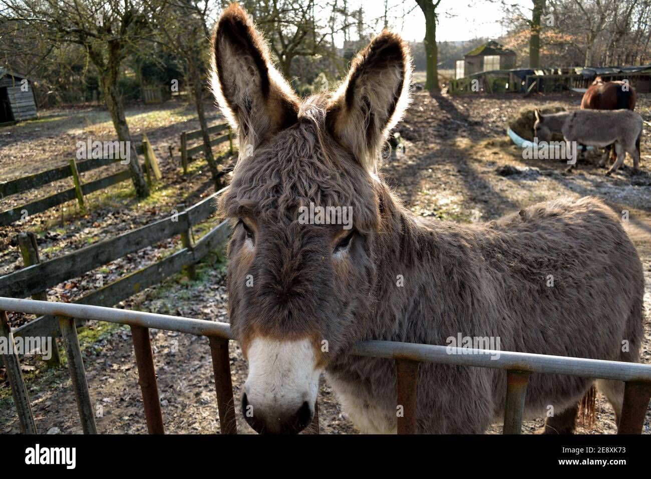 Donkeys head hi-res stock photography and images - Alamy