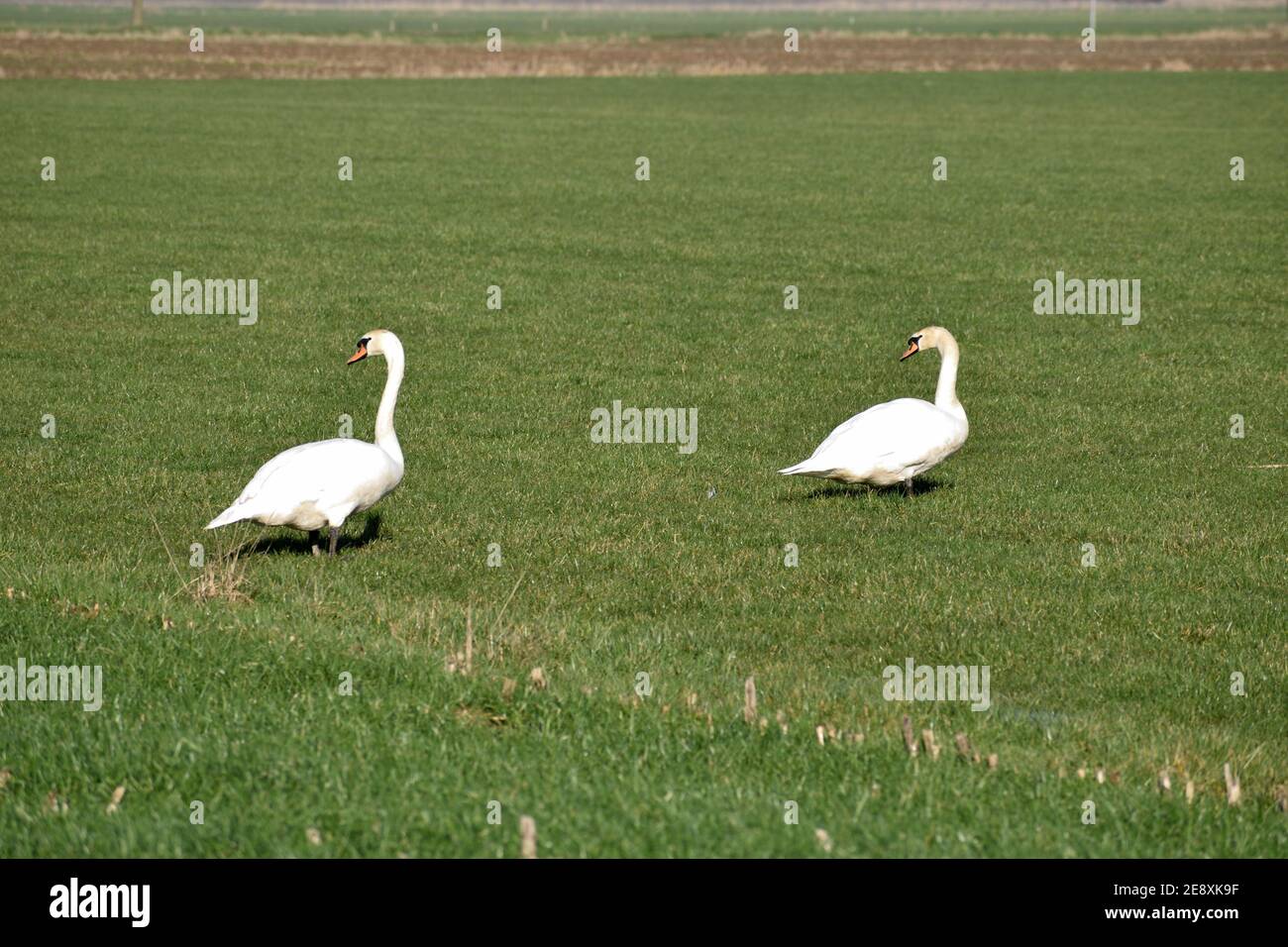 Swan webbed feet hi-res stock photography and images - Alamy