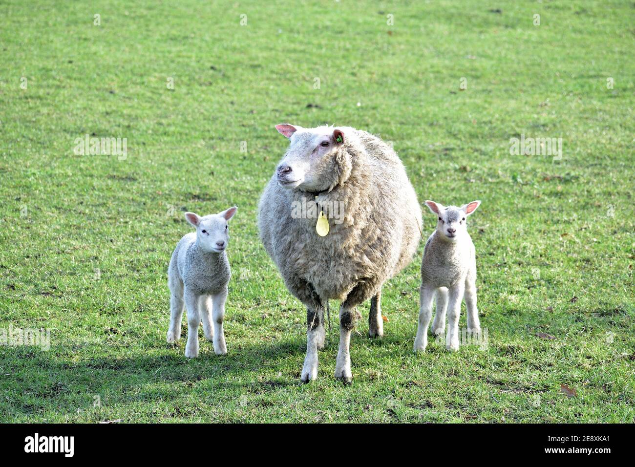A mother sheep and her baby lambs in their field near to Oss ...