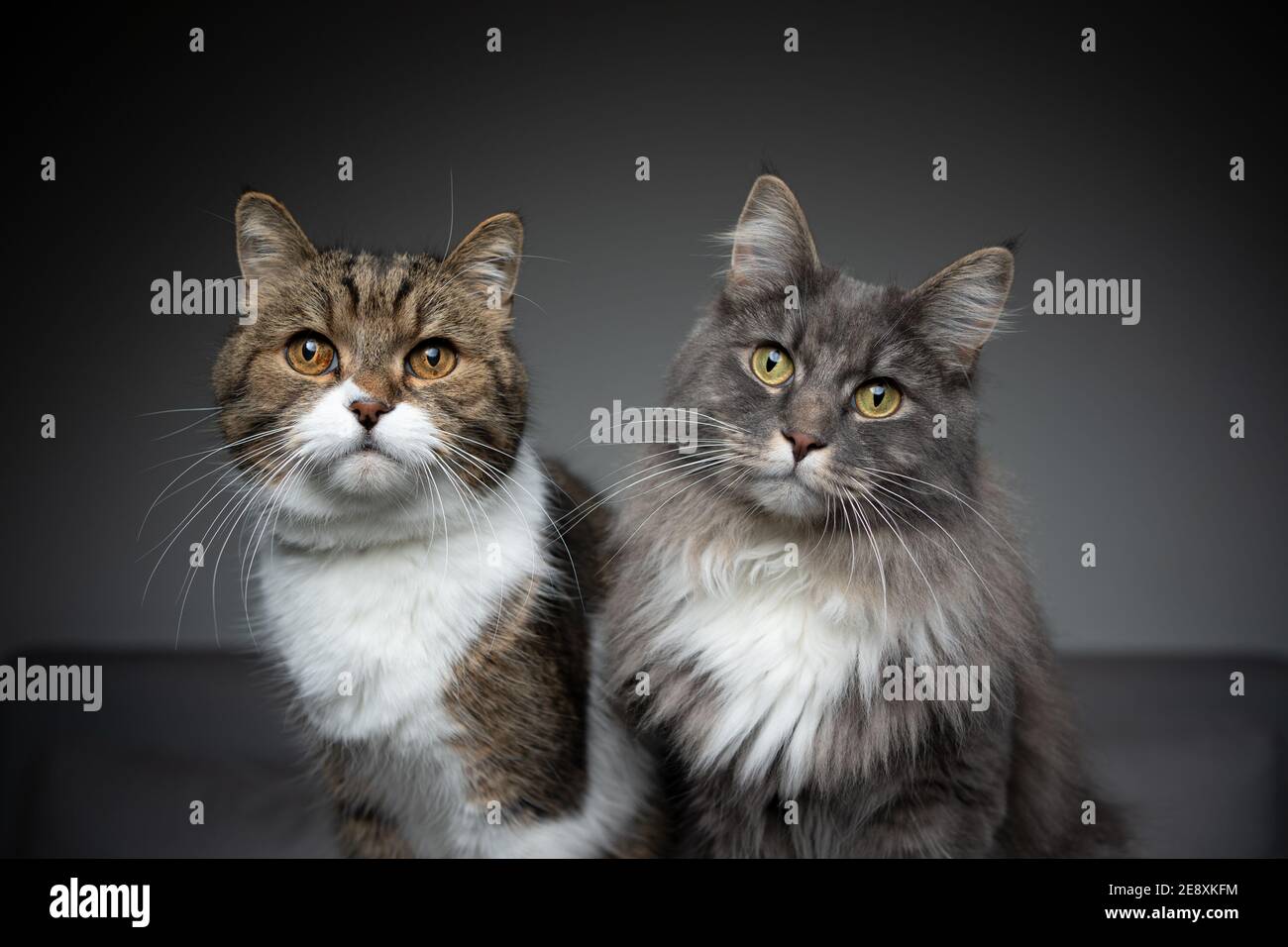 portrait of two cats of different breeds sitting side by side looking ...