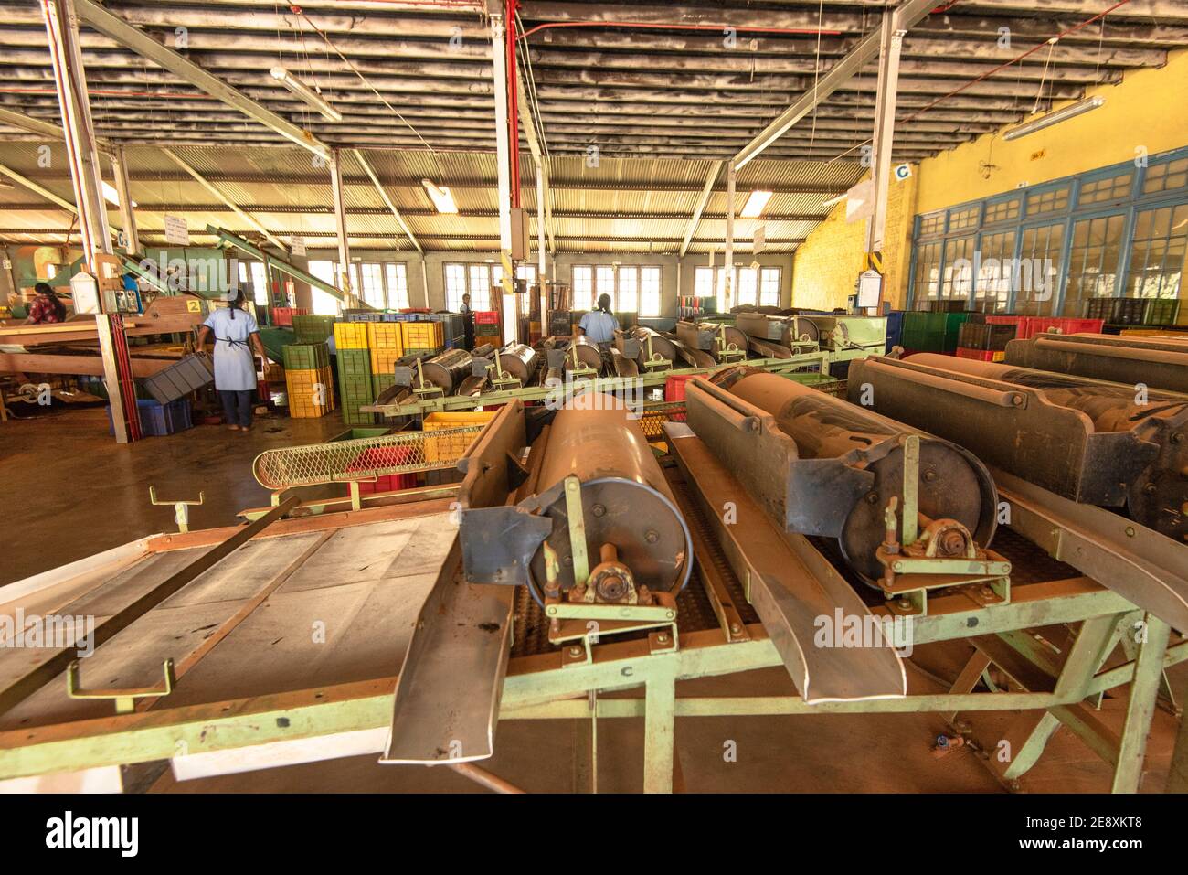 Damro tea estate hi-res stock photography and images - Alamy