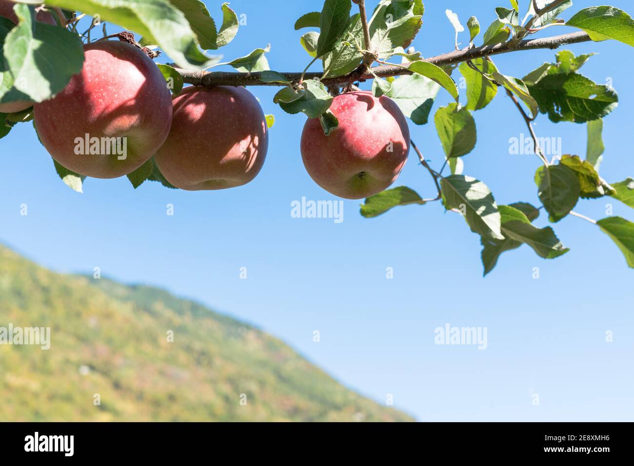 Apples italy apple tree hi-res stock photography and images - Alamy