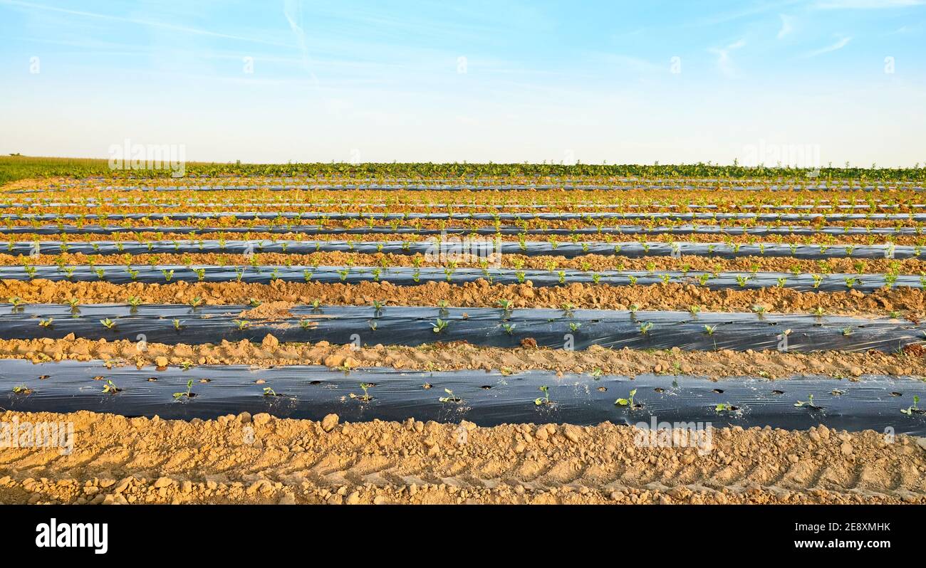 Organic farm field with patches covered with plastic mulch at sunset ...