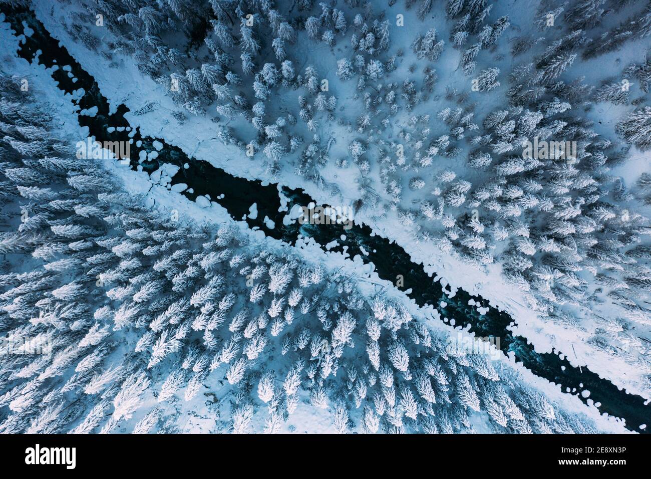 Overhead view of frozen river crossing a winter forest of fir trees ...