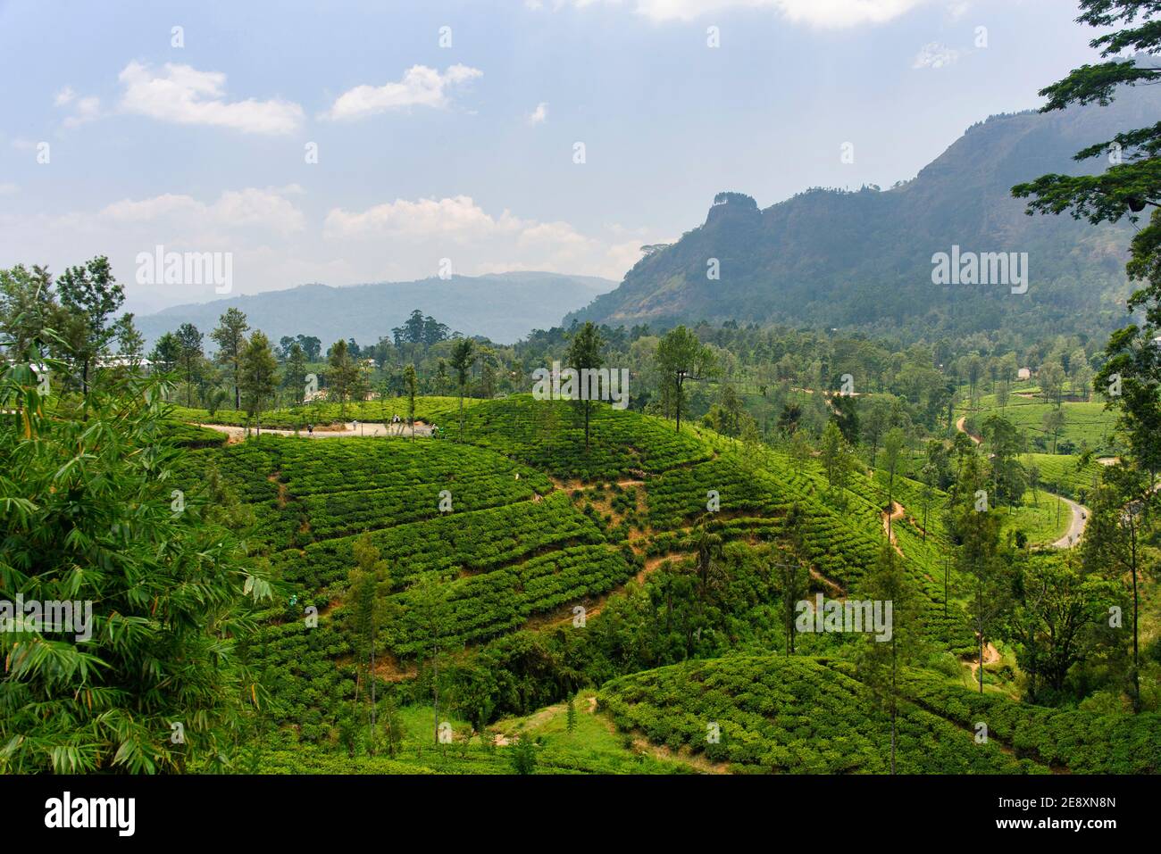 Bulding of the damro tea factory and lounge and tea plantation, Sri ...