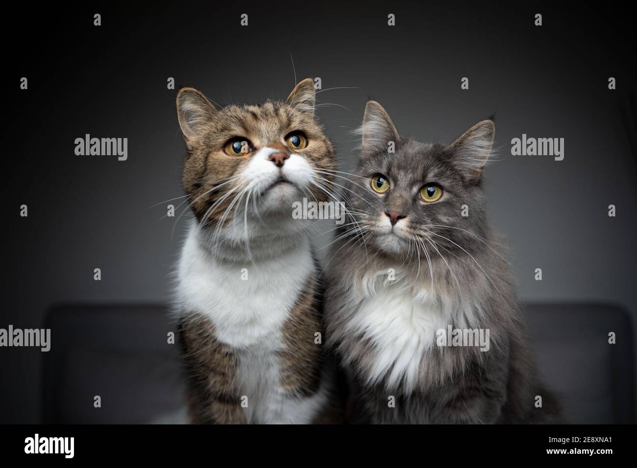 portrait of two cats of different breeds sitting side by side looking ...