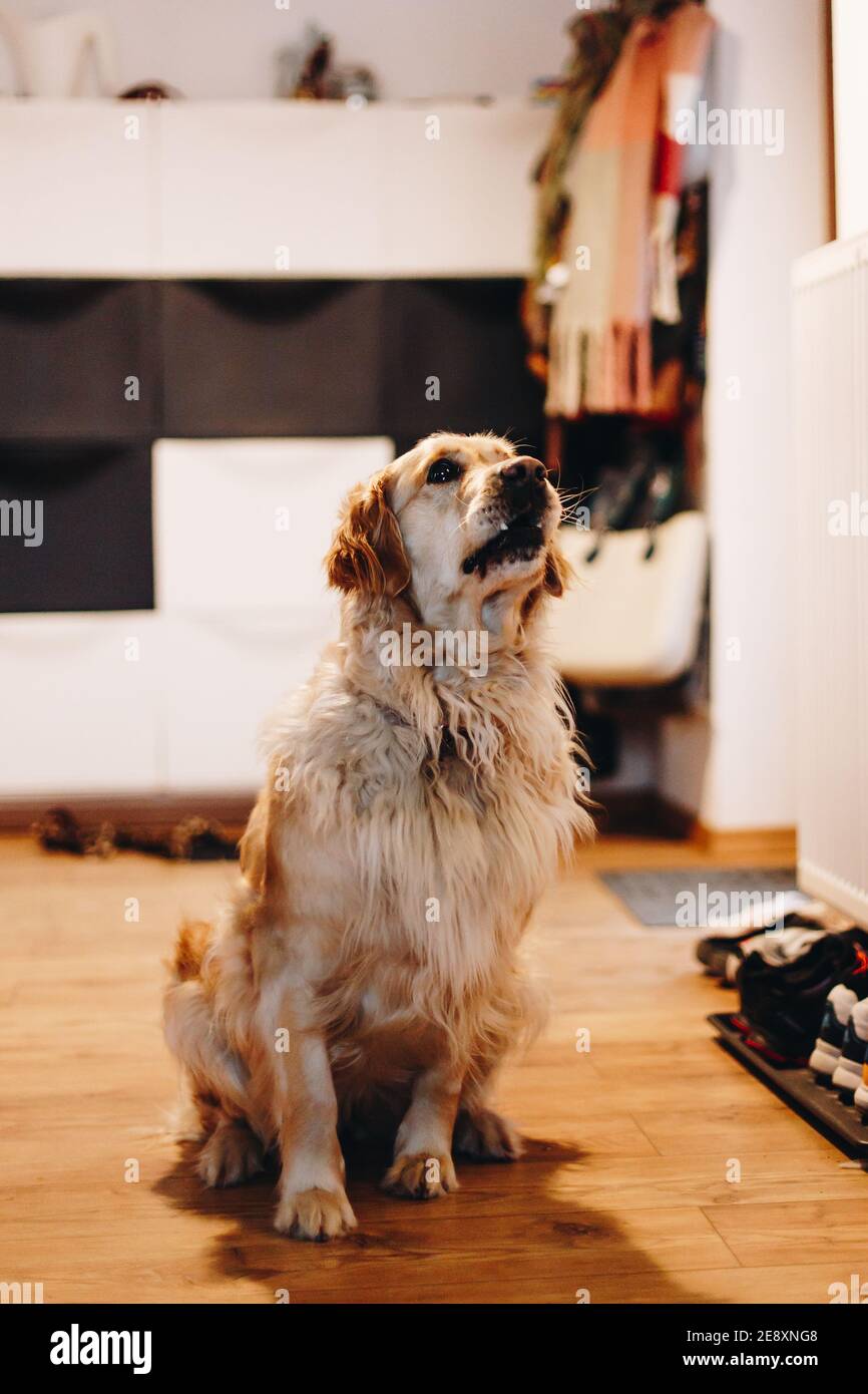 Golden retriever puppy inside home hi-res stock photography and images ...