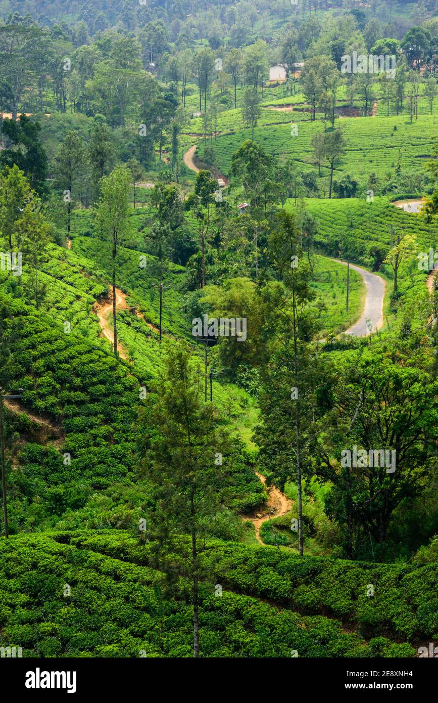 Bulding of the damro tea factory and lounge and tea plantation, Sri ...