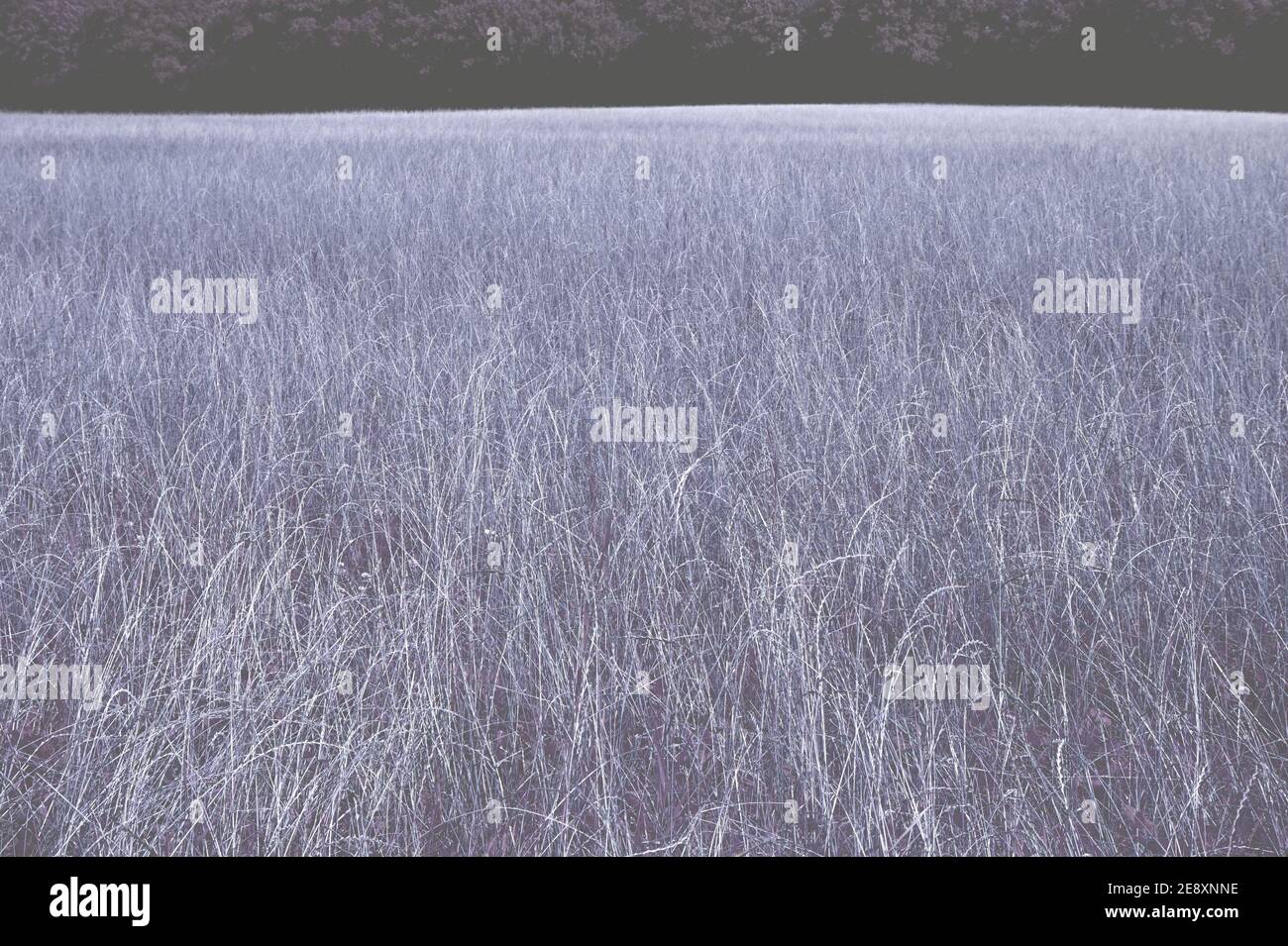 Blue grass field hi-res stock photography and images - Alamy
