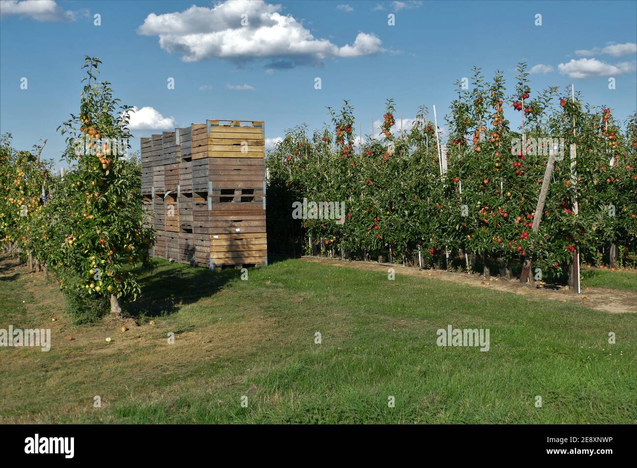 Apple Tree Plantation With Fruit Boxes Stock Photo - Alamy