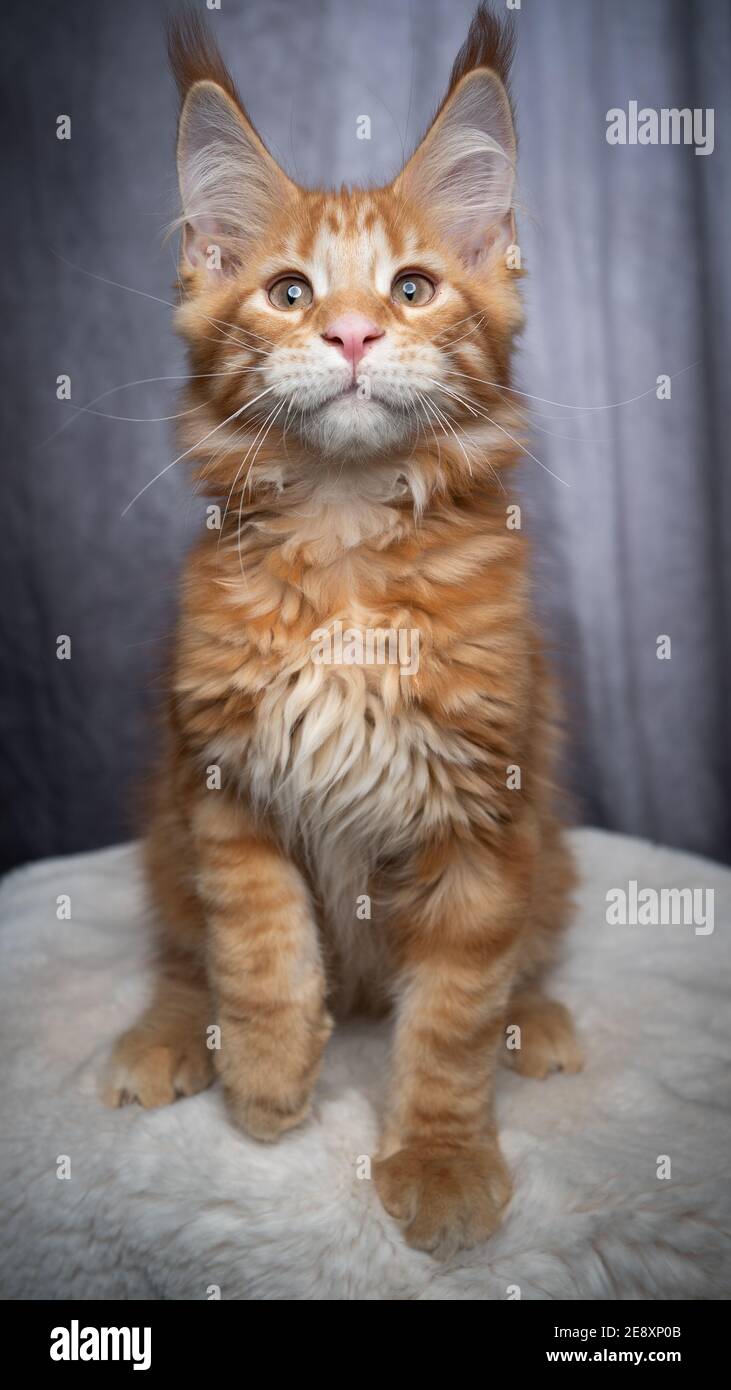 Orange Maine Coon Kittens