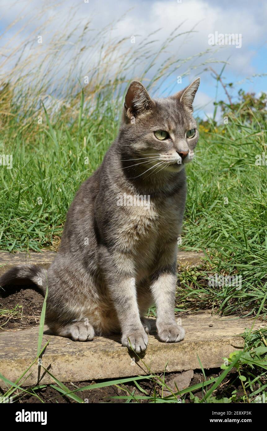 adorable tabby cat sitting on garden steps in the sunshine Stock Photo - Alamy
