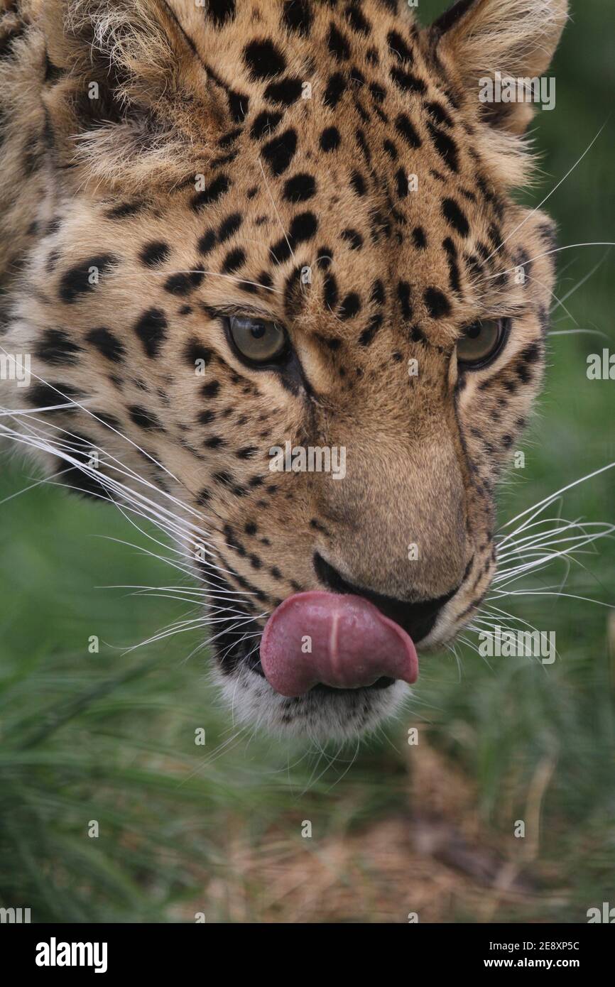 A leopard's head Stock Photo - Alamy
