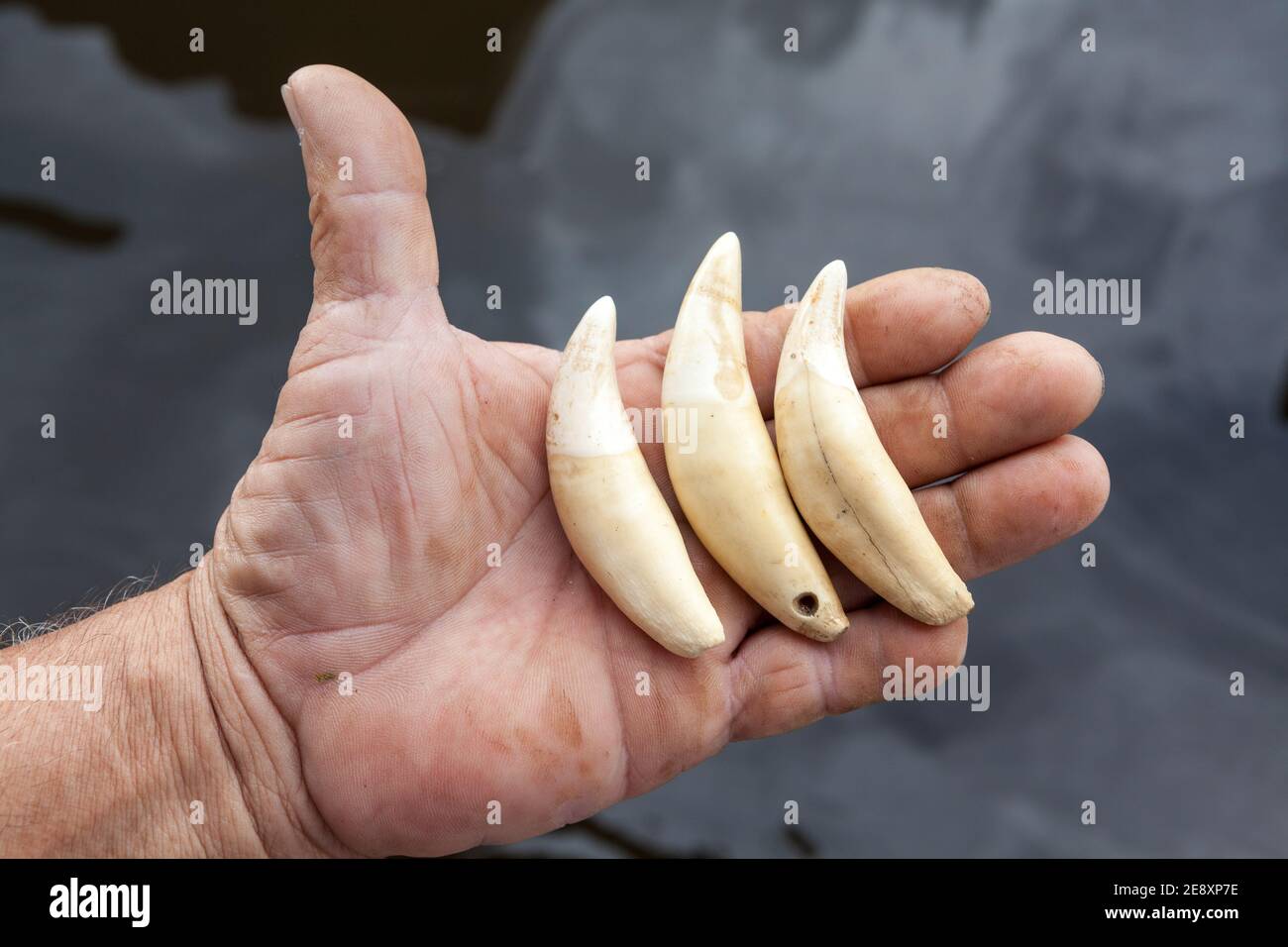 Jaguar amazon jungle teeth hi-res stock photography and images - Alamy