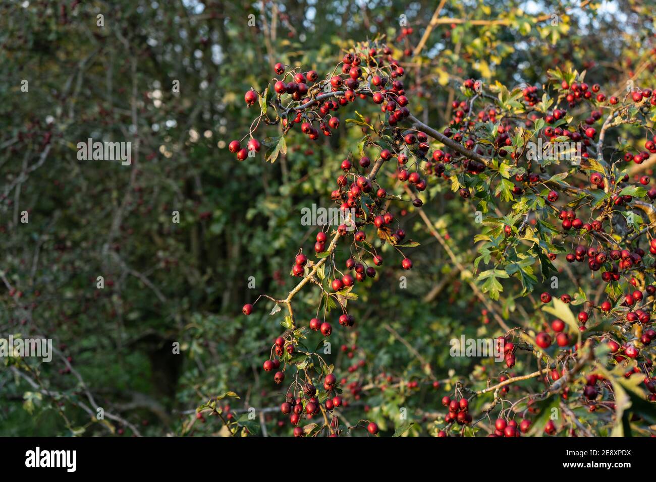 Hawthorn tree garden hi-res stock photography and images - Alamy