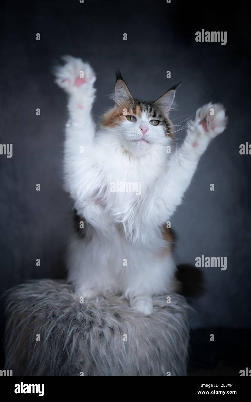 white calico maine coon cat playing raising both paws Stock Photo - Alamy