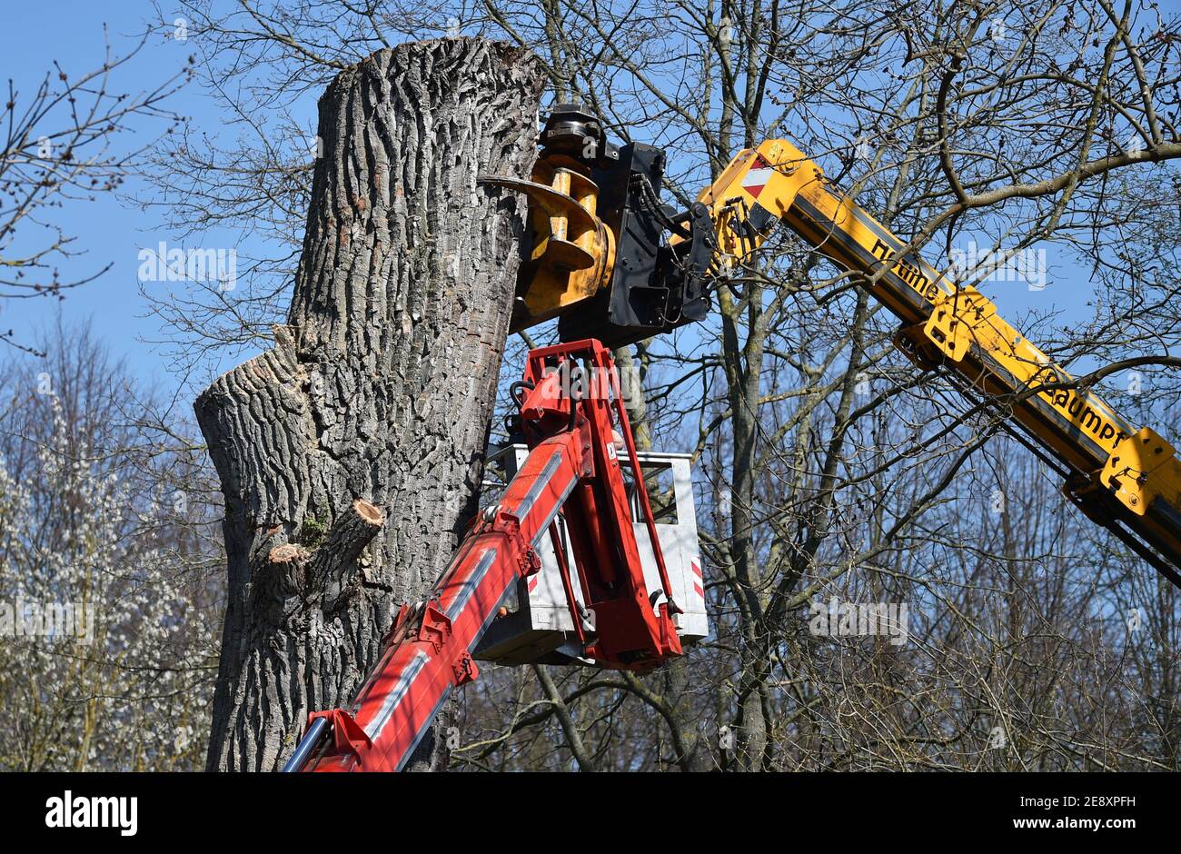 Safety felling technology hi-res stock photography and images - Alamy
