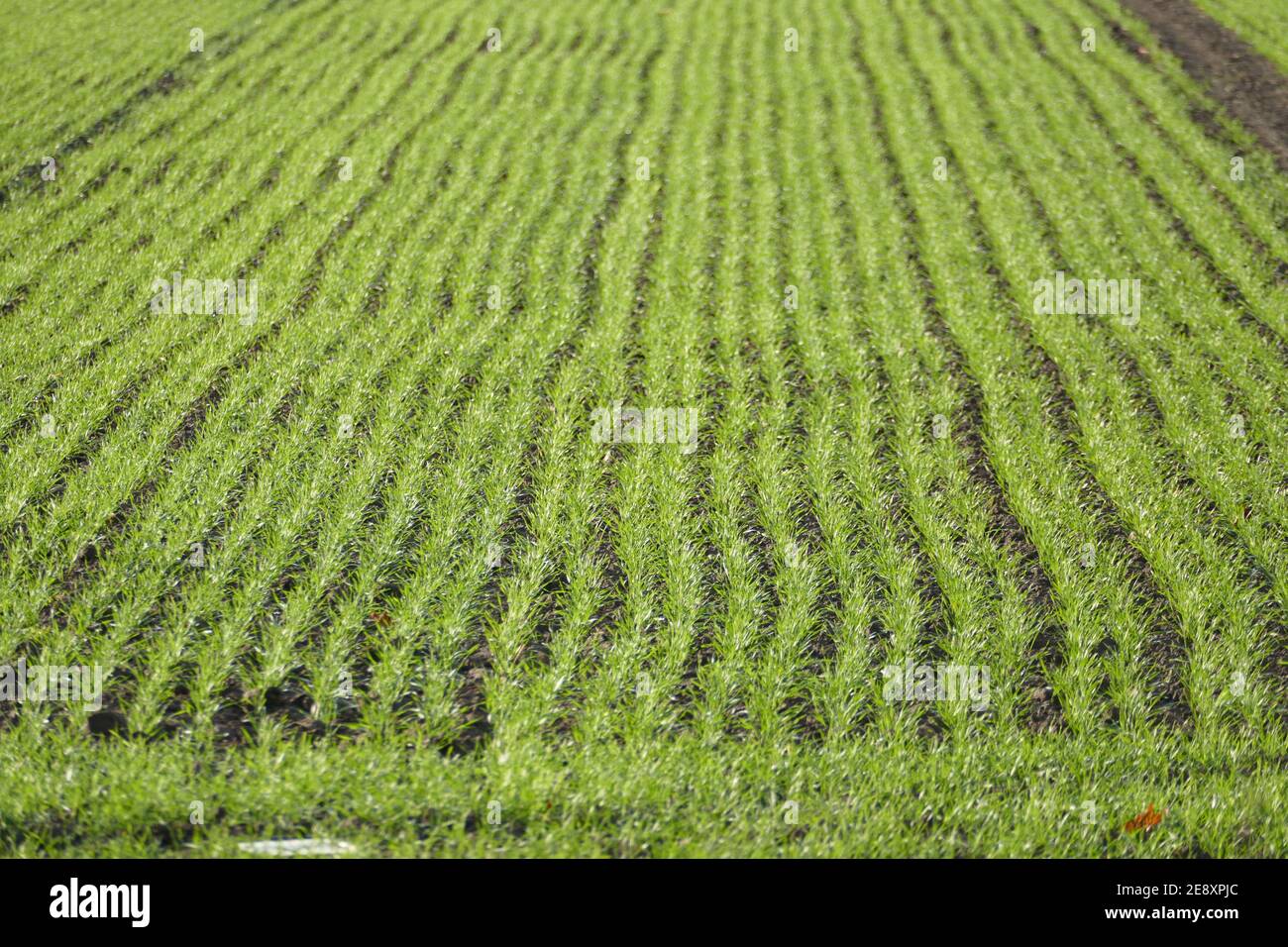 Sowing On The Field Stock Photo - Alamy