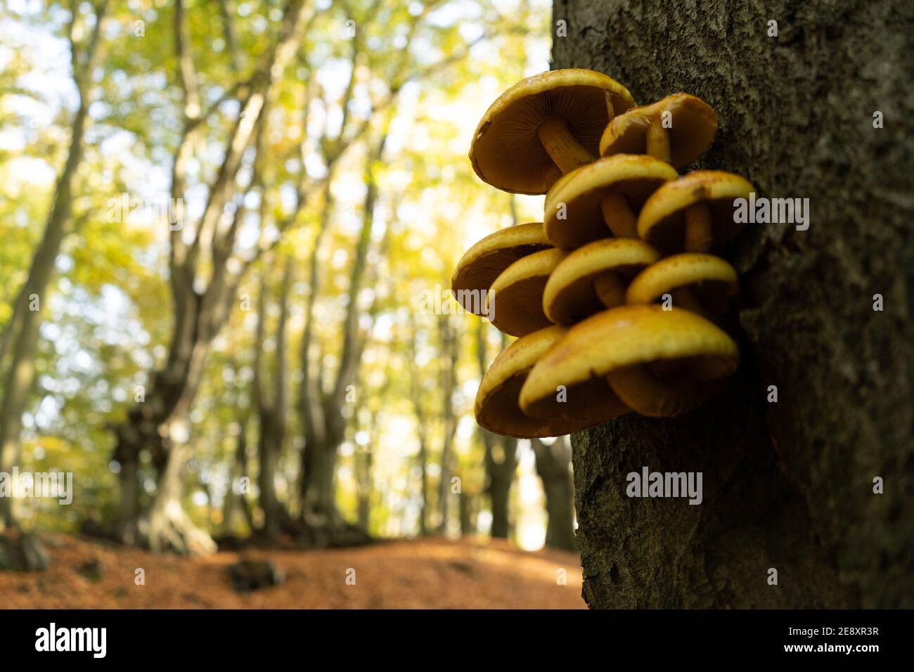 Close up of gills and stem of a cluster of yellow sticky mushrooms ...