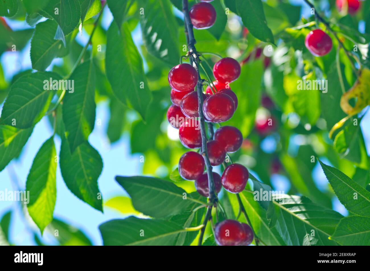 Red cherry on green tree hi-res stock photography and images - Alamy