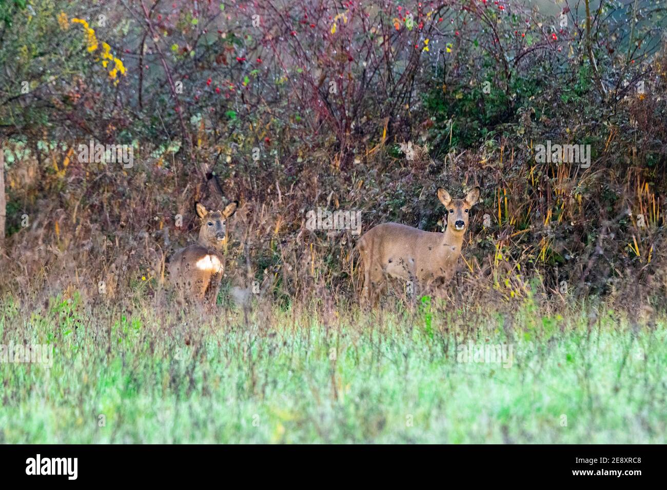 portrait of deer in the grass Stock Photo - Alamy