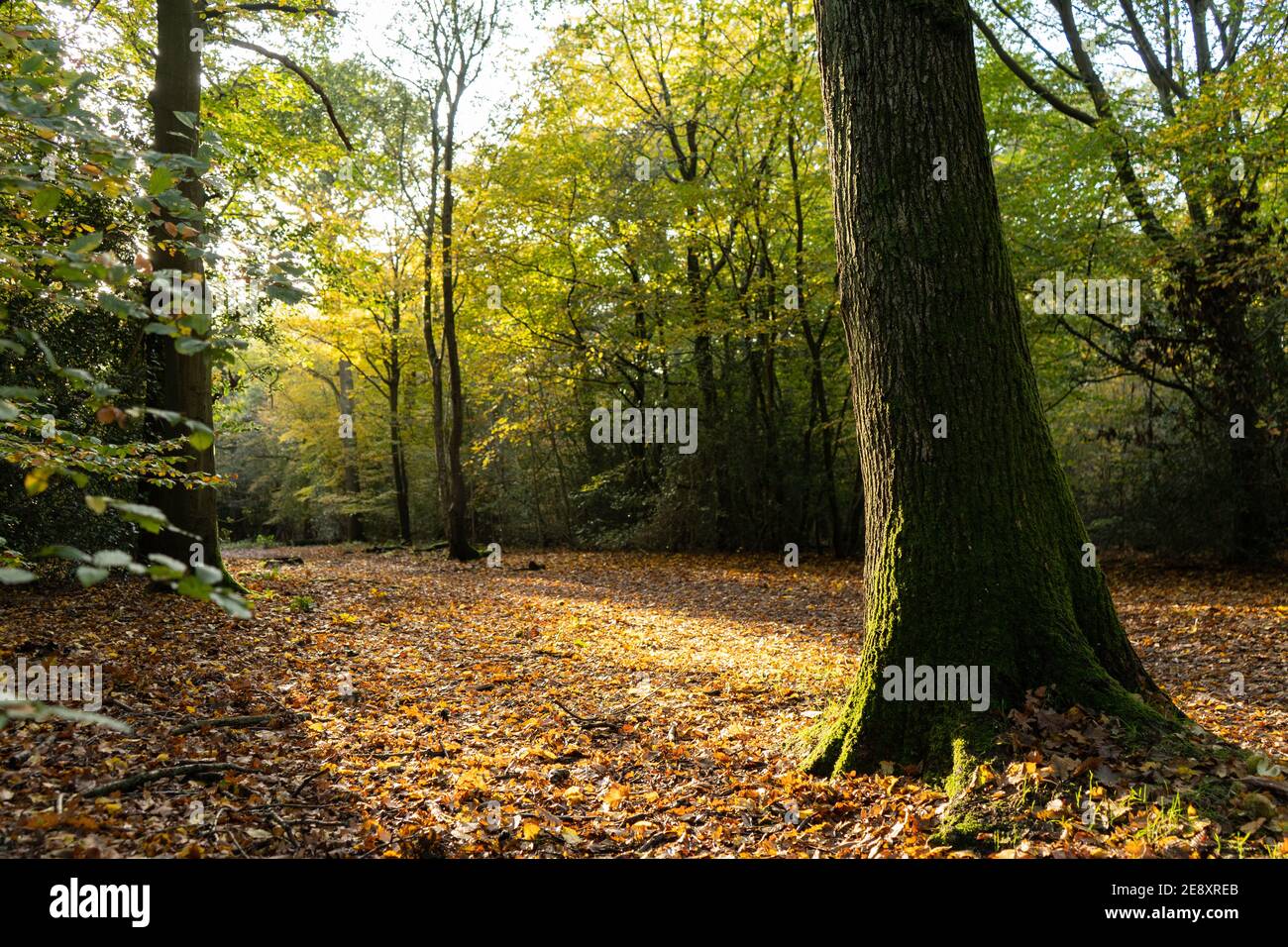 English ash tree leaf hi-res stock photography and images - Alamy