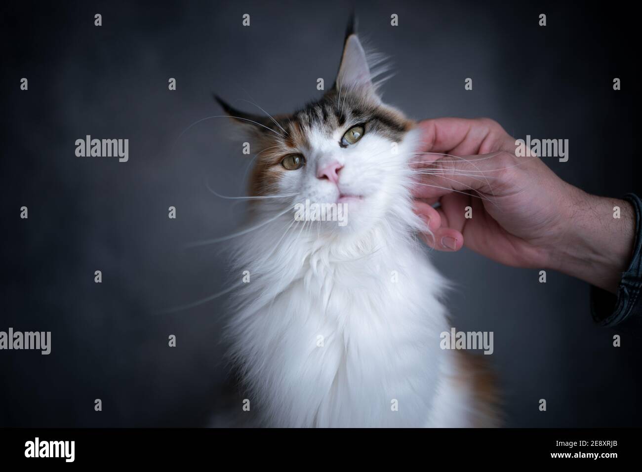 male hand stroking head of white calico maine coon cat on gray concrete ...