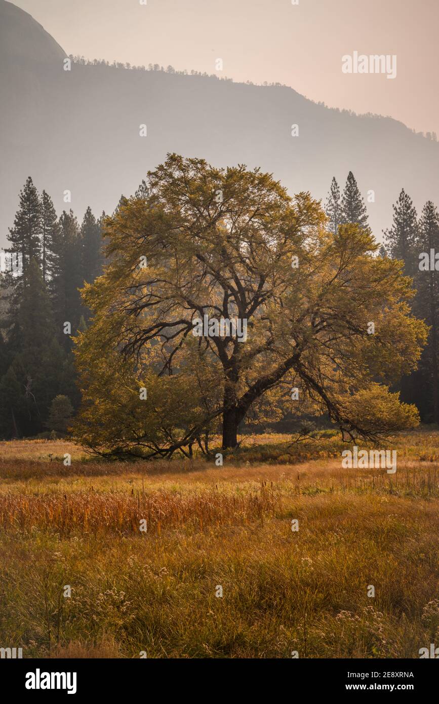 Black oak tree hi-res stock photography and images - Alamy