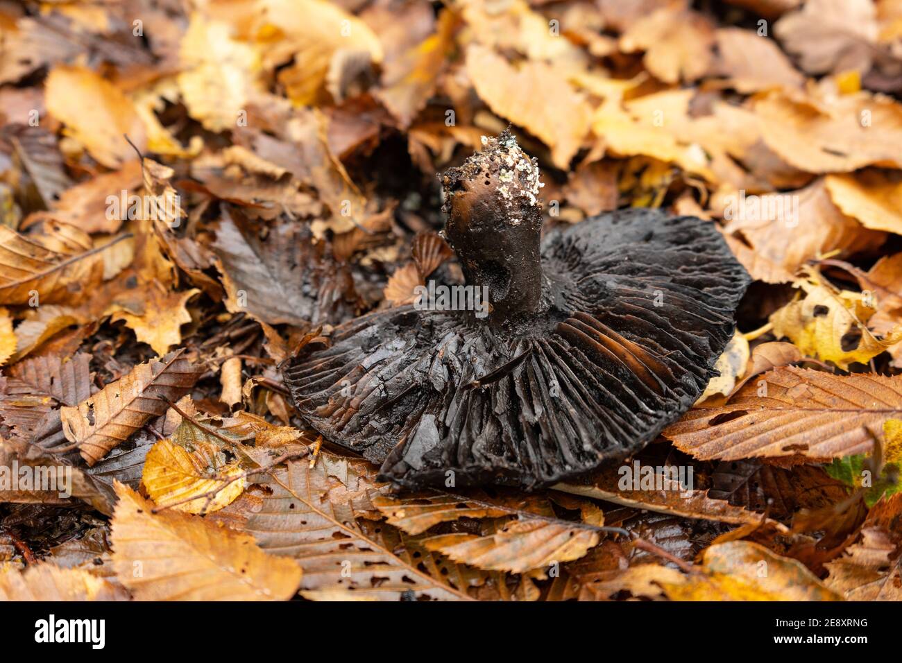 old brown dead mushroom with gills exposed on a textured carpet of ...