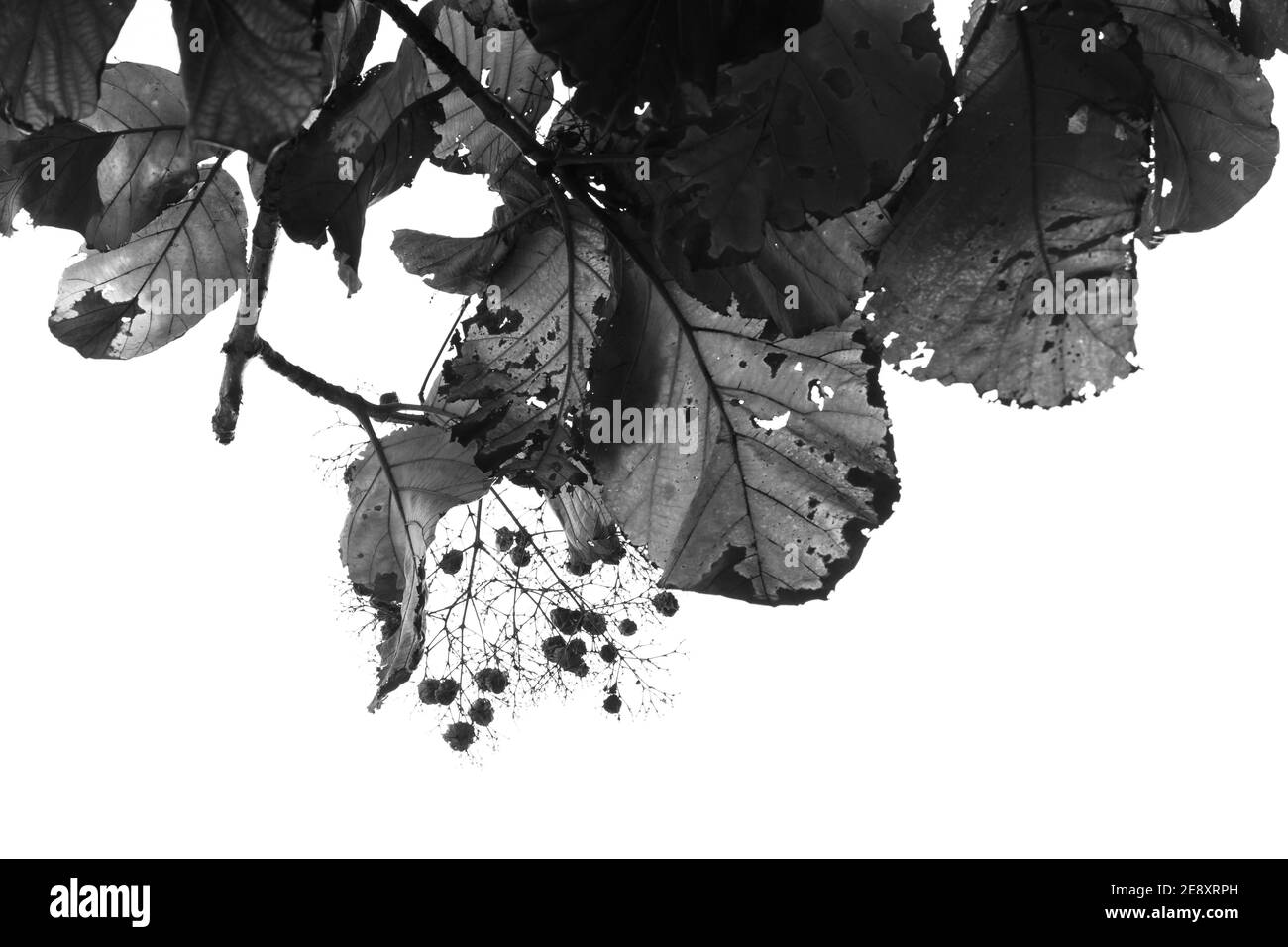 Natural green background selective focus Black and White Stock Photos ...