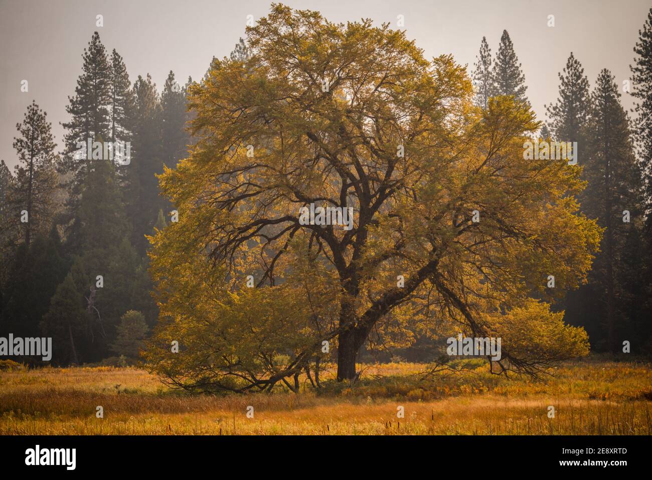 Large Black Oak Tree in orange fall colors at Yosemite Stock Photo - Alamy