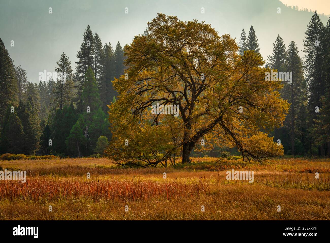 Black oak tree hi-res stock photography and images - Alamy