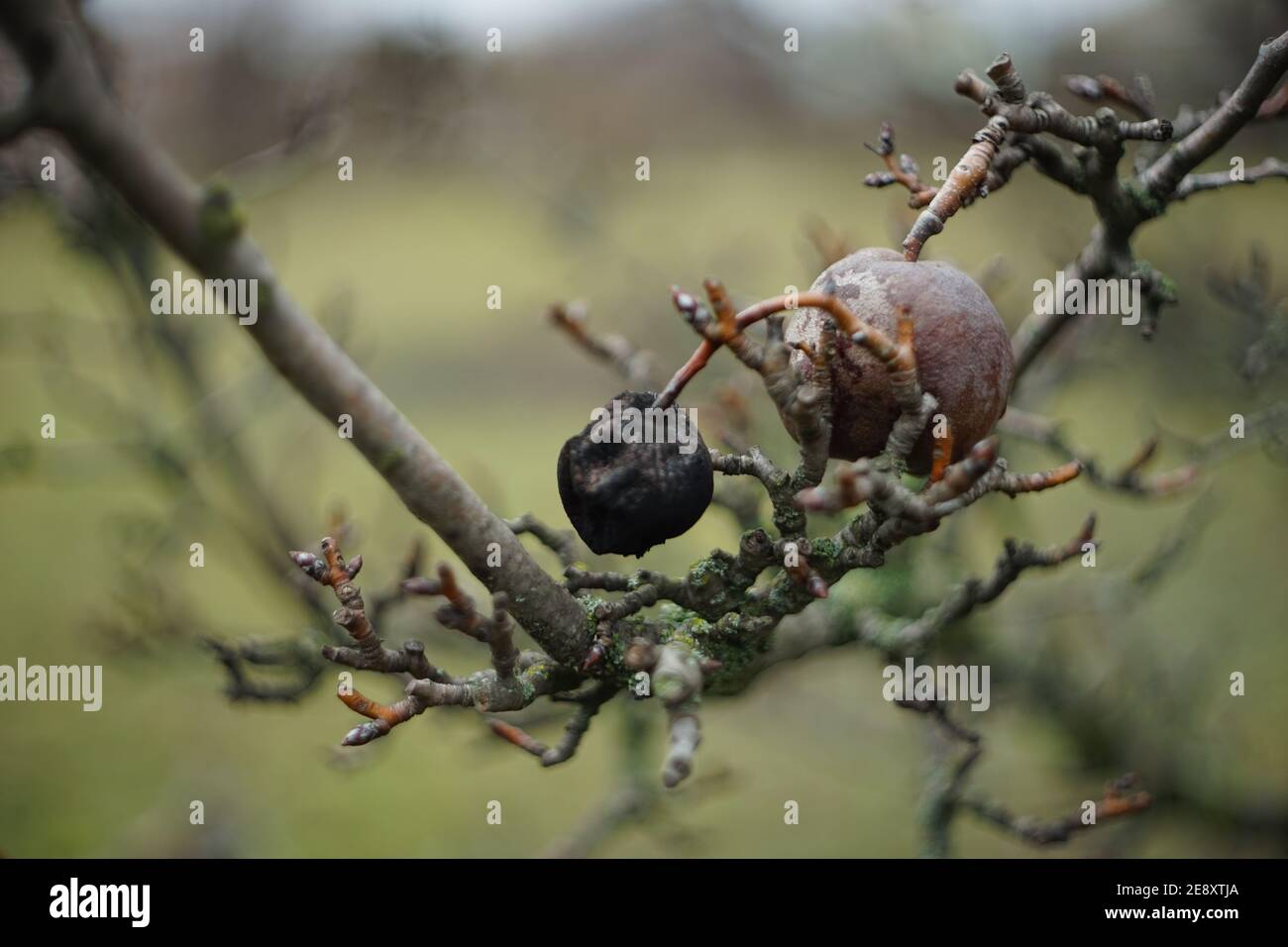 Wrinkled pears hi-res stock photography and images - Alamy