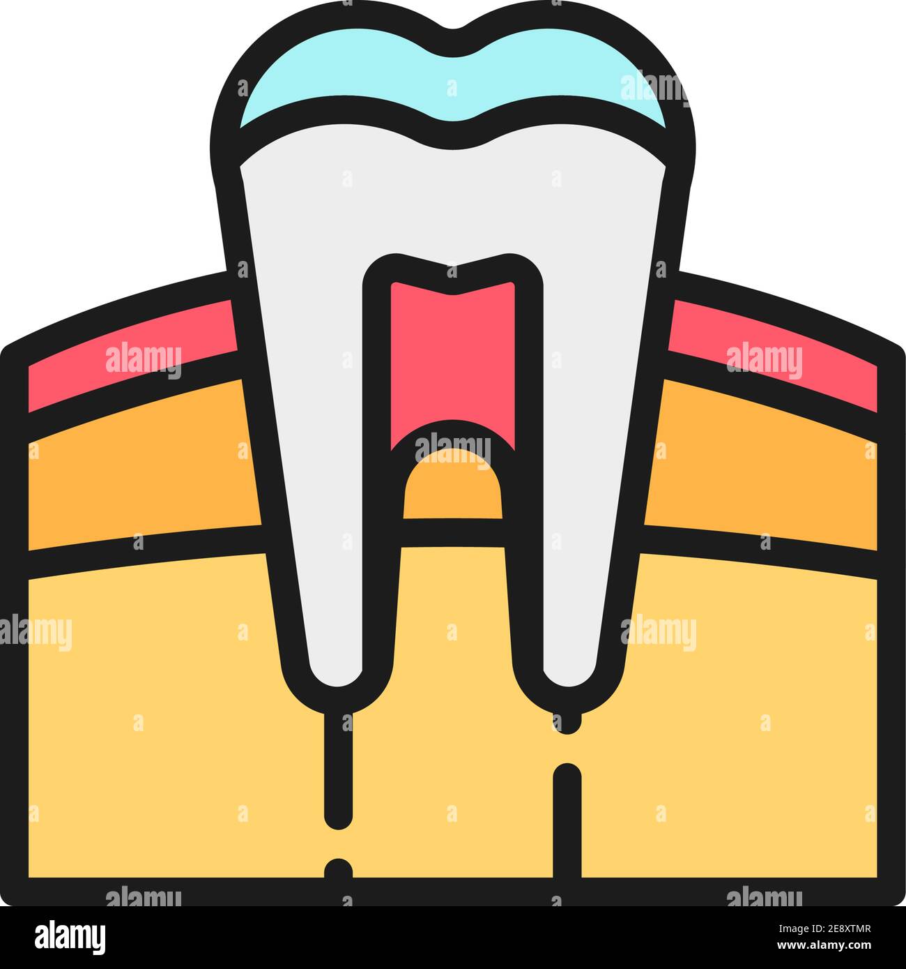 Anatomy of the tooth physiology Cut Out Stock Images & Pictures - Alamy