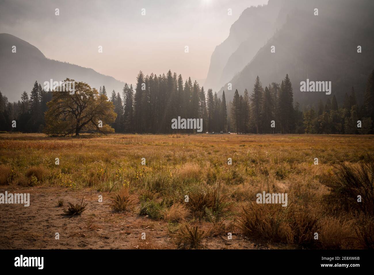 Large Black Oak Tree in orange fall colors at Yosemite Valley Stock ...