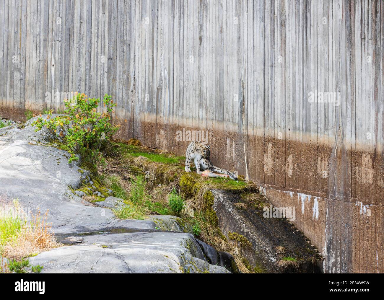 Beautiful view of gorgeous snow leopard isolated laying in aviary of ...