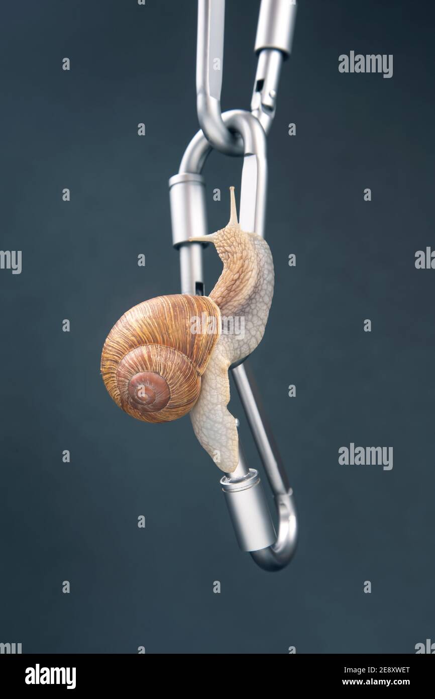 Slimy chain hi-res stock photography and images - Alamy
